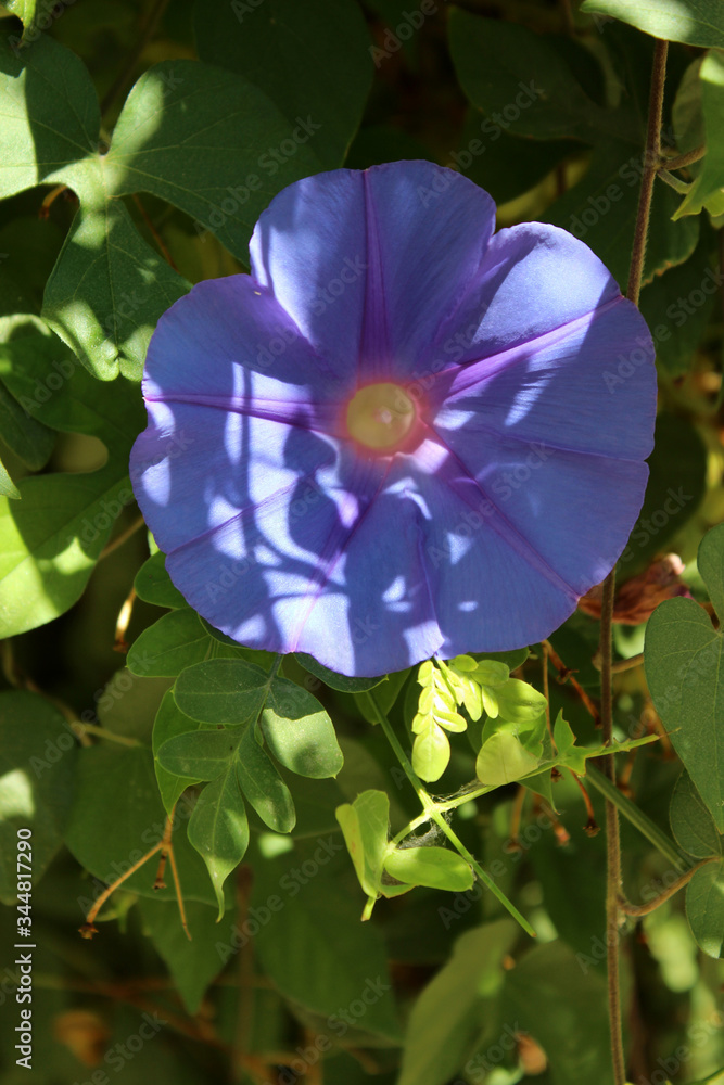 Foto de Flor morada llamada la campanita morada, batatilla de Indias o ...