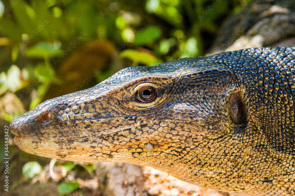 an Asian water monitor(Varanus salvator) is doing sun bath in Sungei ...
