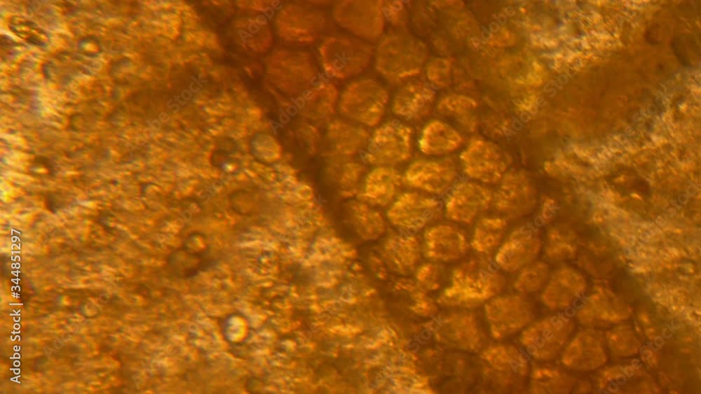 Plant cells under microscope. Microscopy of tomato. vídeo do Stock ...