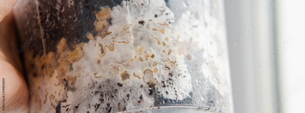 mushroom cultivation at home. Colonization of the substrate with ...