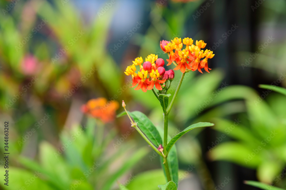 Vivid red and yellow flowers of shrub verbenas or lantanas plant, in a ...