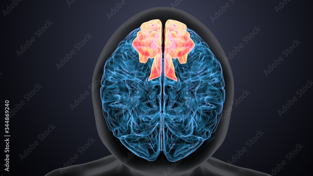 3D Illustration Human Brain Inner Parts Anatomy Stock Illustration ...