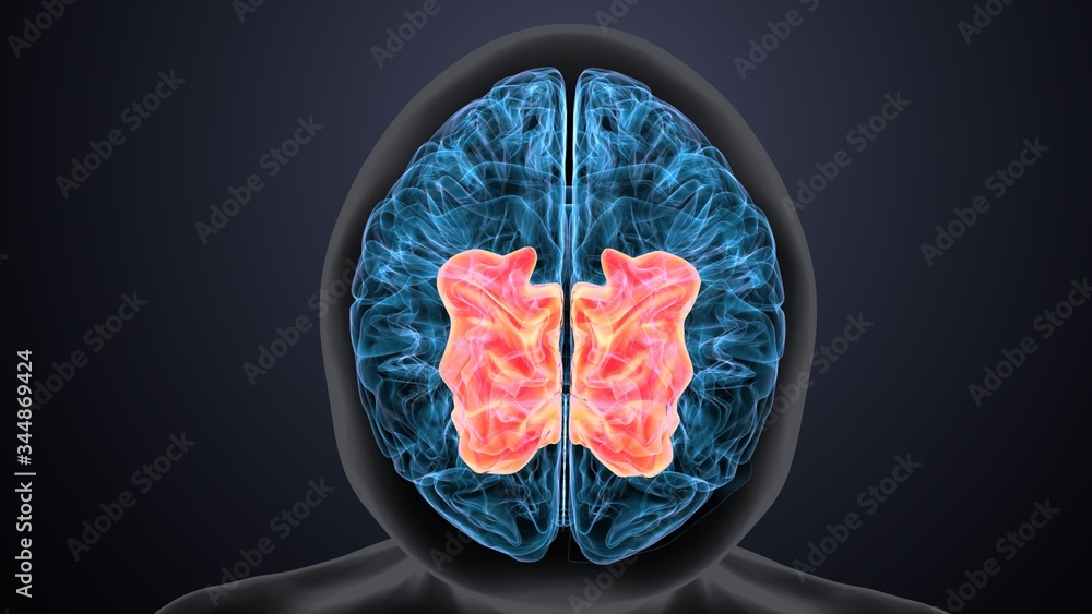 3D Illustration Human Brain Inner Parts Anatomy Stock Illustration ...