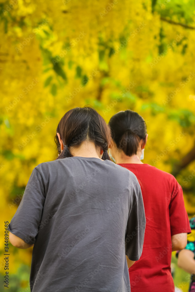 Female tourists are walking to see the beautiful yellow blooming Golden Shower Tree beside the ...