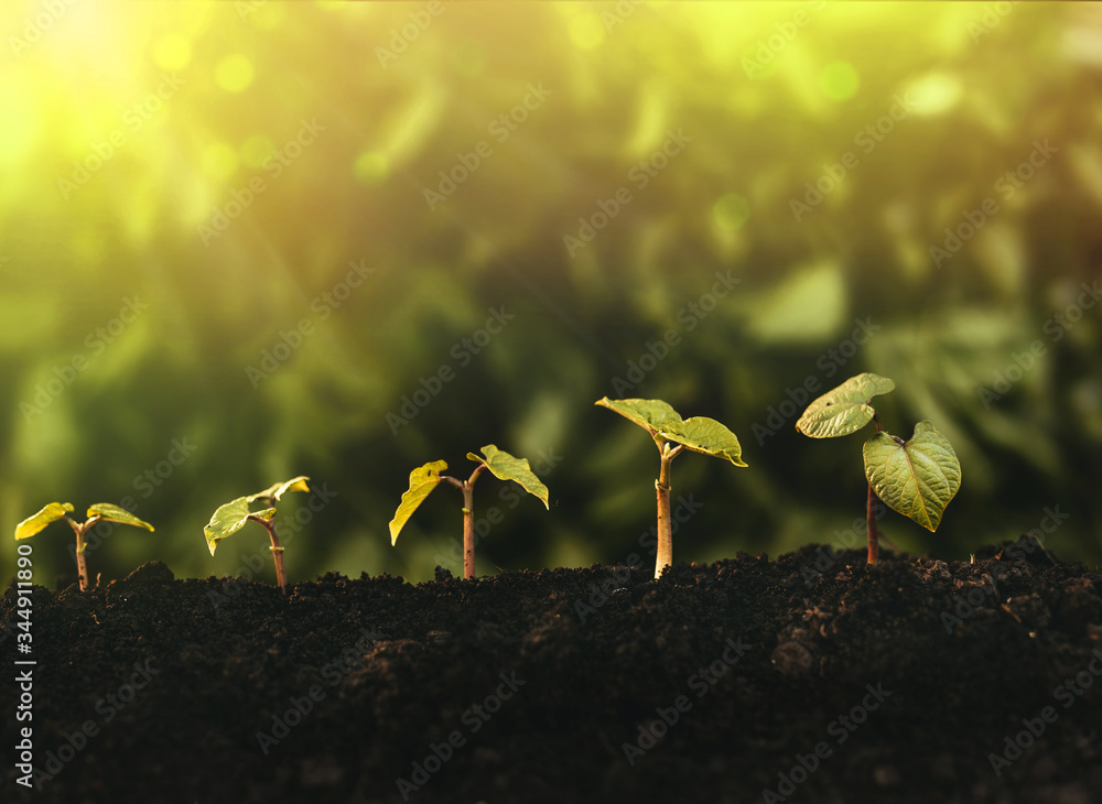 Growth green plants on green background with sunlight. Agriculture ...