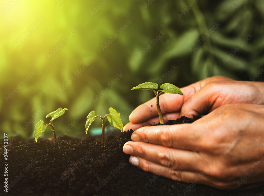 Person hand planting seedling growing step in garden with sunshine ...