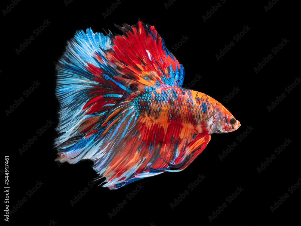 Multi Colored Betta Fish