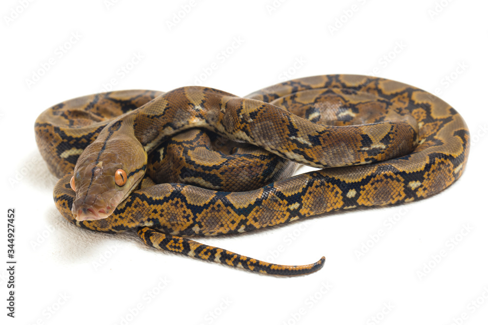 Reticulated Python (Python reticulatus) isolated on white background ...