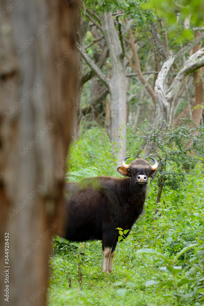 Gaur Indian Bison In Forest Stock Photo | Adobe Stock