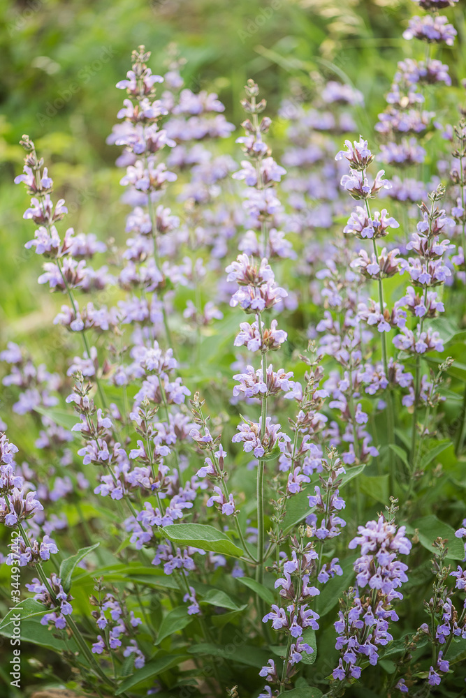 sage (Salvia officinalis) aka garden sage or common sage plant Stock ...