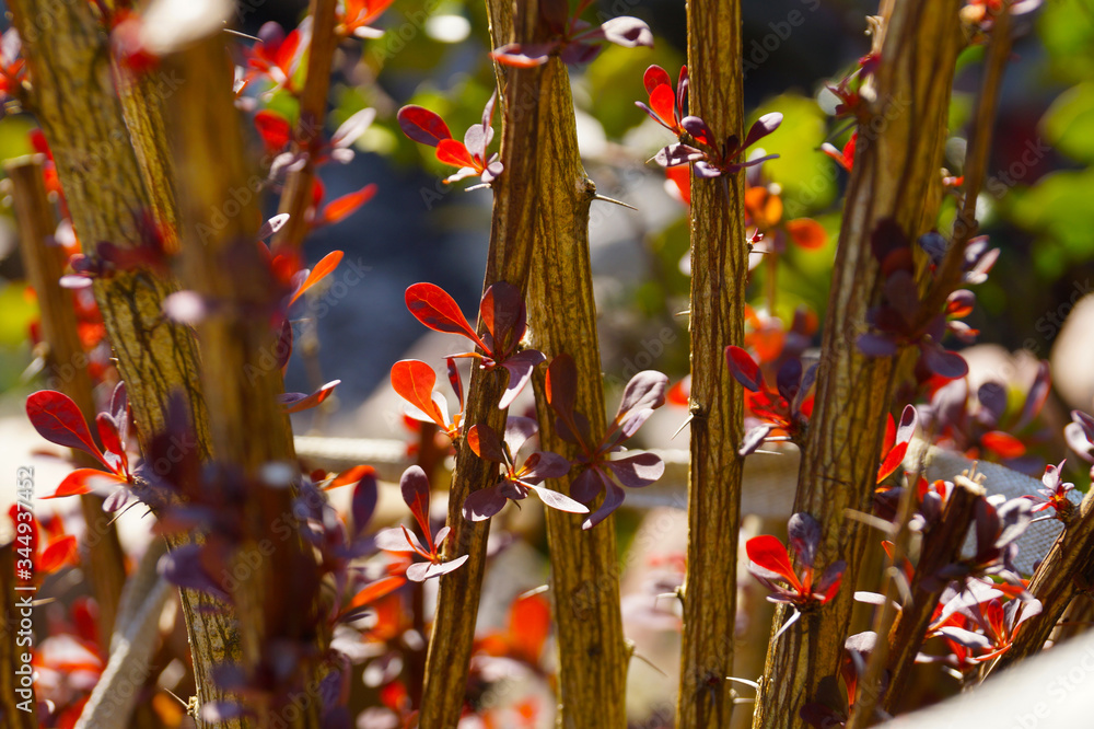 Old Berberis shrub commonly known as barberry after intensive cutting ...