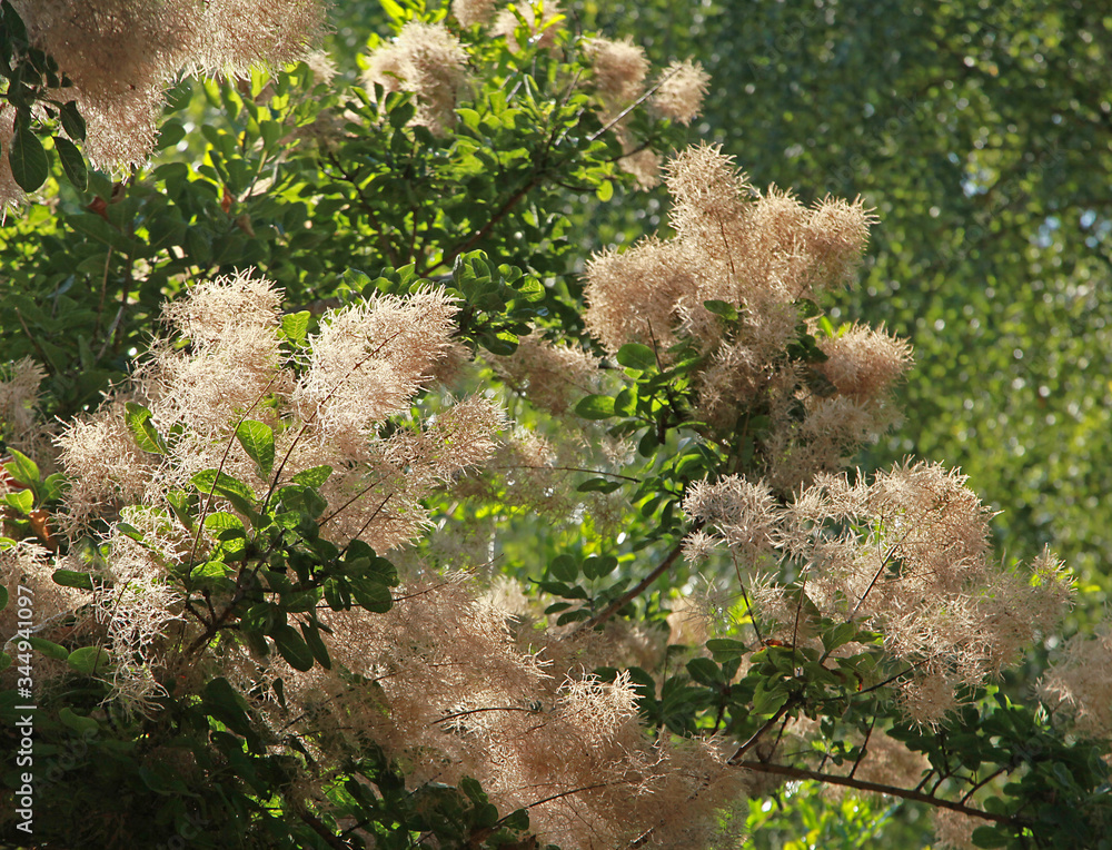 Cotinus coggygria Stock Photo | Adobe Stock