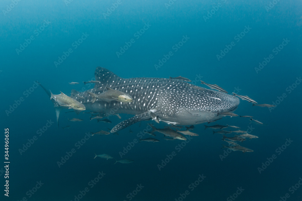 Whaleshark Stock Photo | Adobe Stock