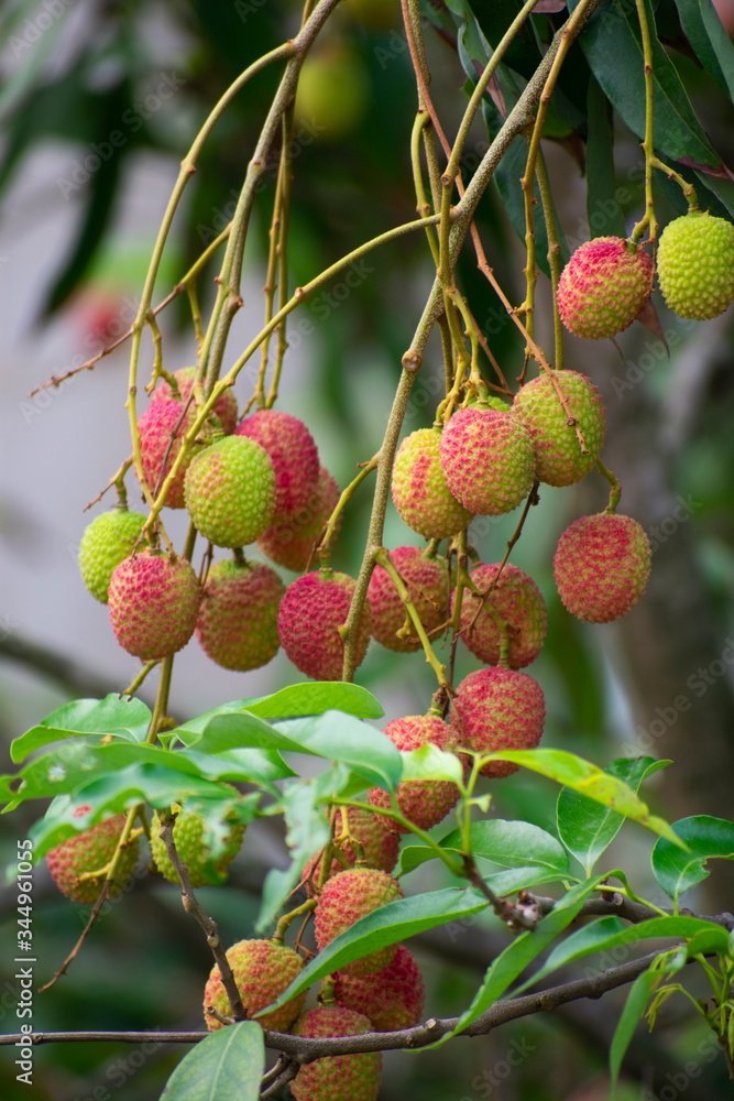 Foto de Lychee is the sole member of the genus Litchi in the soapberry ...