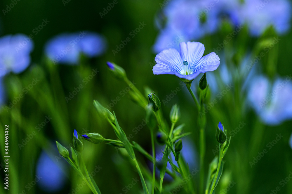 Bright delicate blue flower of ornamental flower of flax and its shoot ...