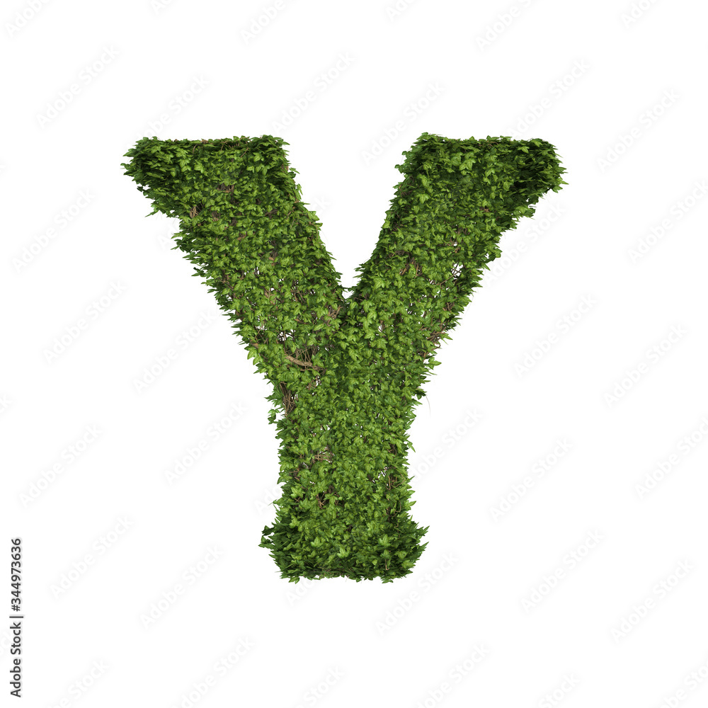 Ivy plant with leaves, green creeper bush and vines forming letter Y ...
