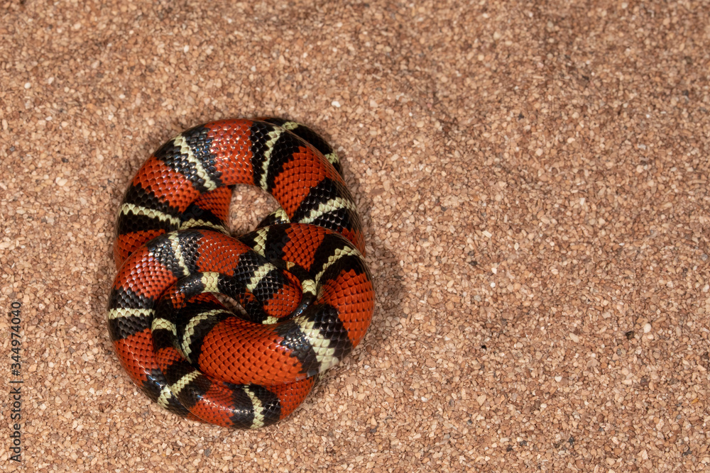 Juvenile Nelson's Milksnake in Florida Stock Photo | Adobe Stock