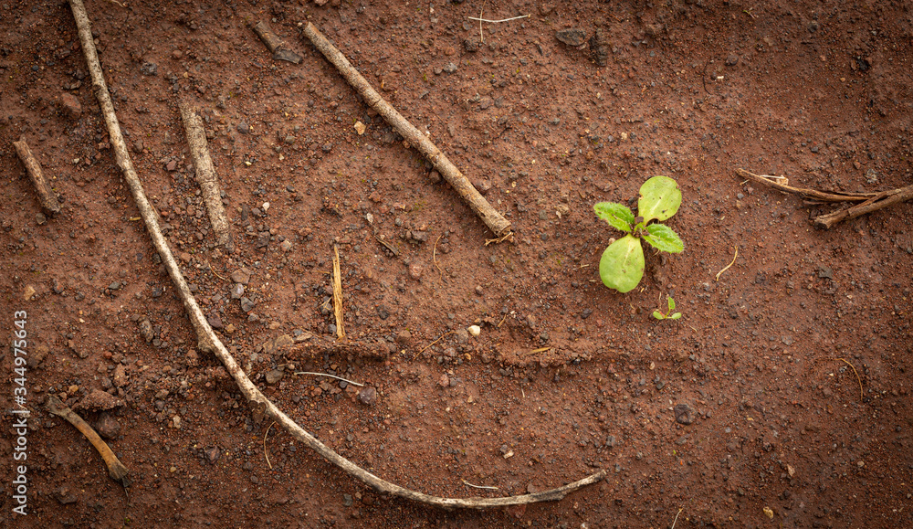 soil food web ecosystem, Decomposition of organic matter and new plant ...
