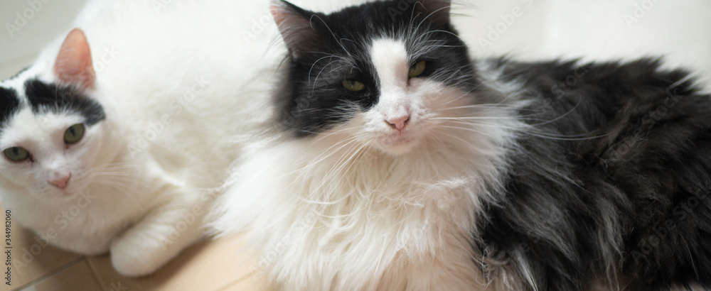 Foto de Dwa czarno białe koty do Stock | Adobe Stock