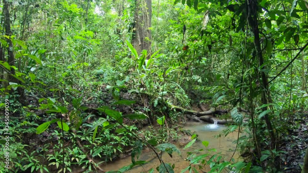 View of dense rain forest with water stream of Darien or Darién ...