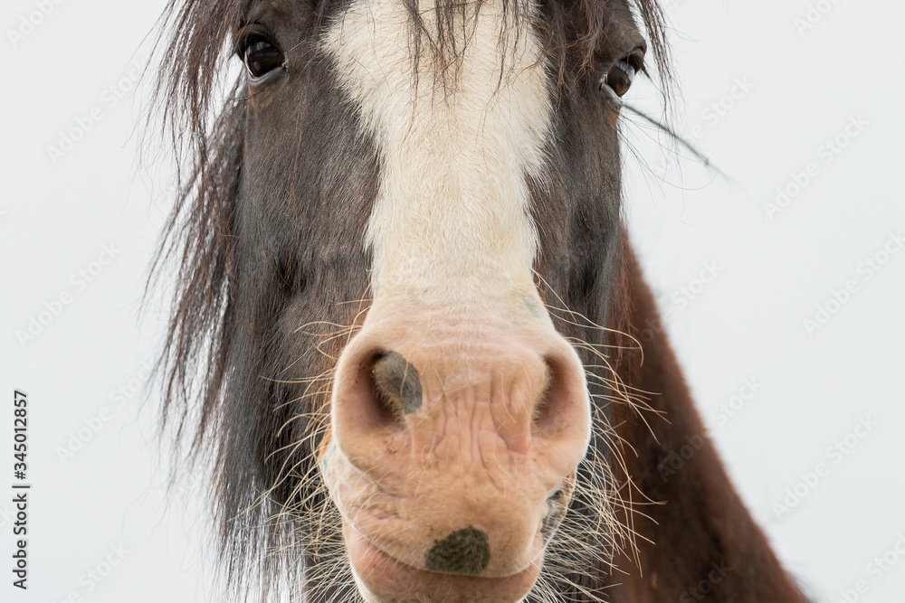 Brown colored horse with large nostrils. The centre of the horse's face ...