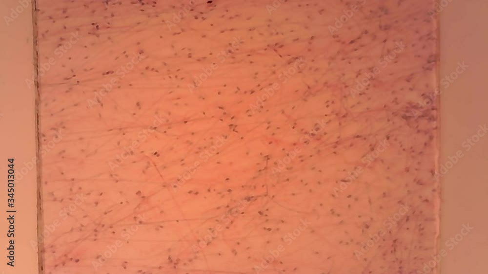 Microscope Loose Connective Tissue Section x800 Stock Video | Adobe Stock