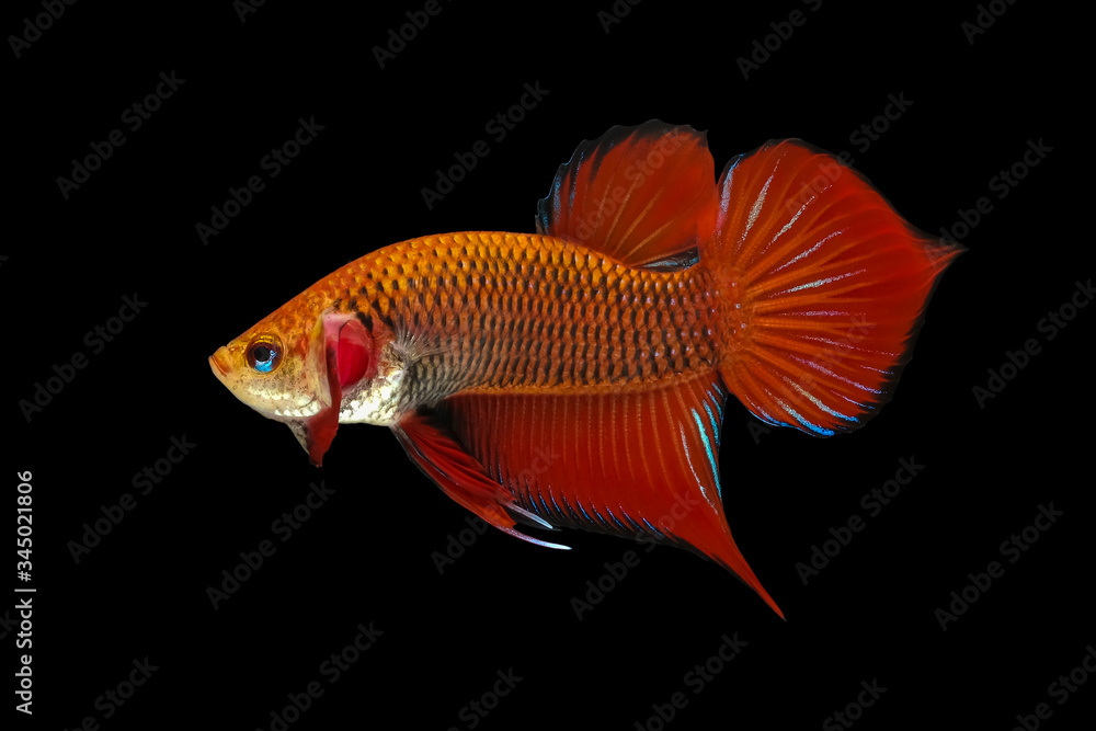 Wild Siamese Fighting Fish