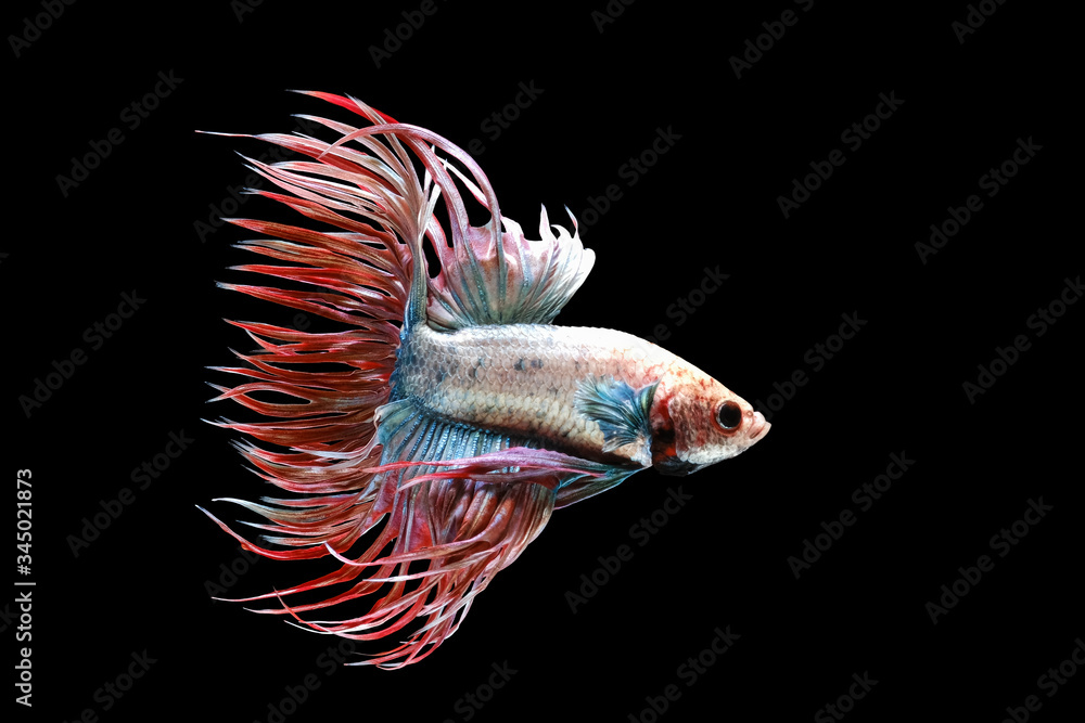 White red and blue crowntail , White red and blue betta fish, Siamese ...