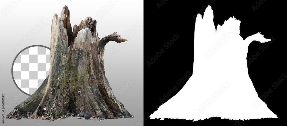 Cut out tree stump. Old tree stub isolated on transparent background. Dead tree. High quality ...