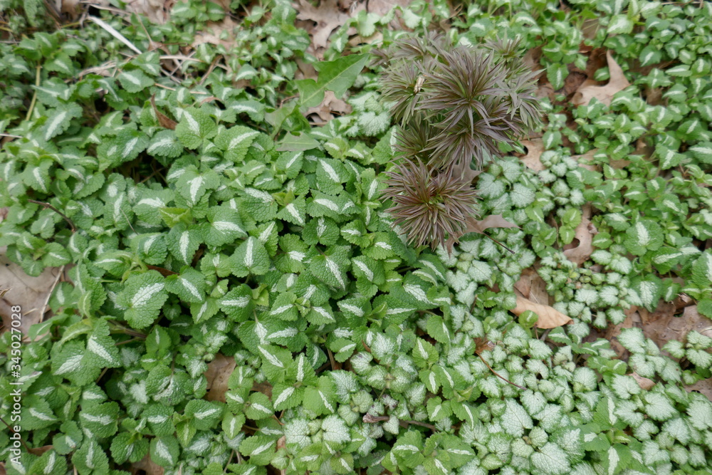 Bed of green ground cover plants with unique plant standing out Stock ...