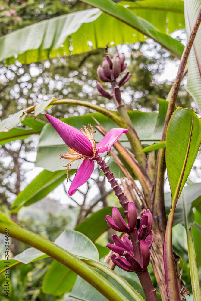 Purple red banana plant heliconia flower from tropical nature, Malaysia ...