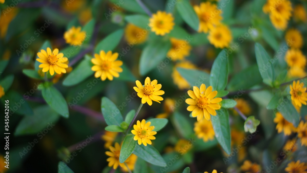 Foto de Zinnia angustifolia, the narrowleaf zinnia in the garden. this ...