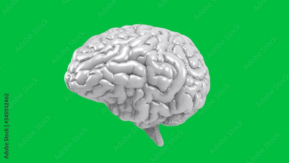 3d rendering white human brain on green screen 4k animation vídeo de ...