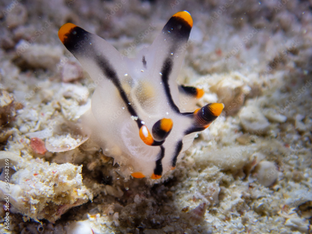 White Thecacera pacifica nudibranch is a species of sea slug, a marine ...