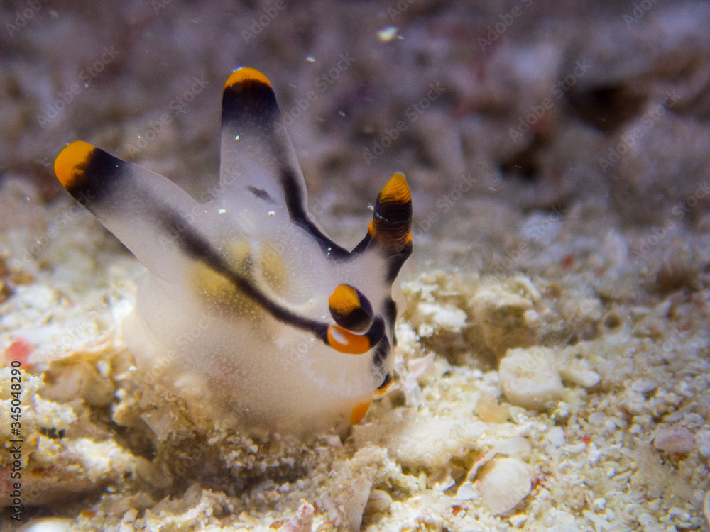 White Thecacera picta nudibranch is a species of sea slug, a marine ...