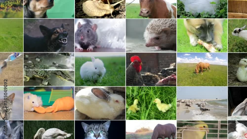 Animals collage with potamochoerus, otter, wallaby, maned and grey wolf ...