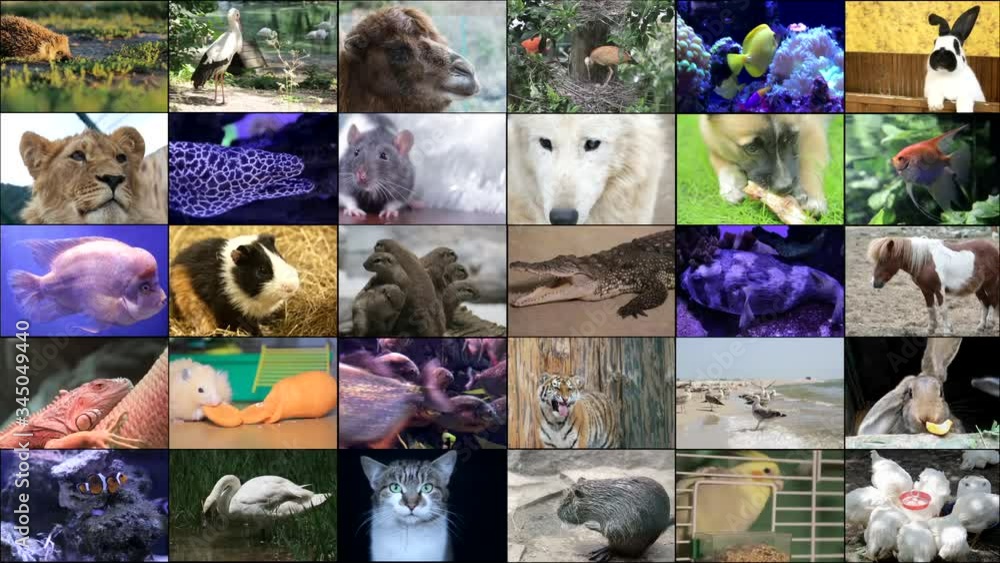 Flora and fauna.Video Collage of 99 animals, split screen for ...