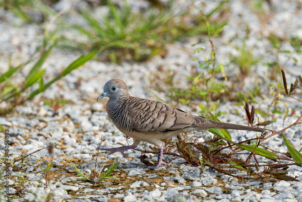 Zebra Dove - Geopelia striata, beautiful small dove from Southeast ...