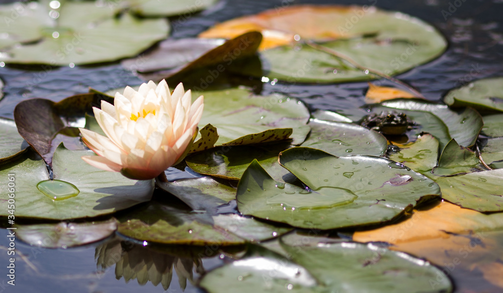 Lotus flower. the unique beauty of nature Stock-Foto | Adobe Stock