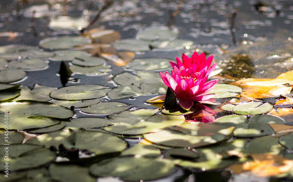 Lotus flower. the unique beauty of nature Stock Photo | Adobe Stock