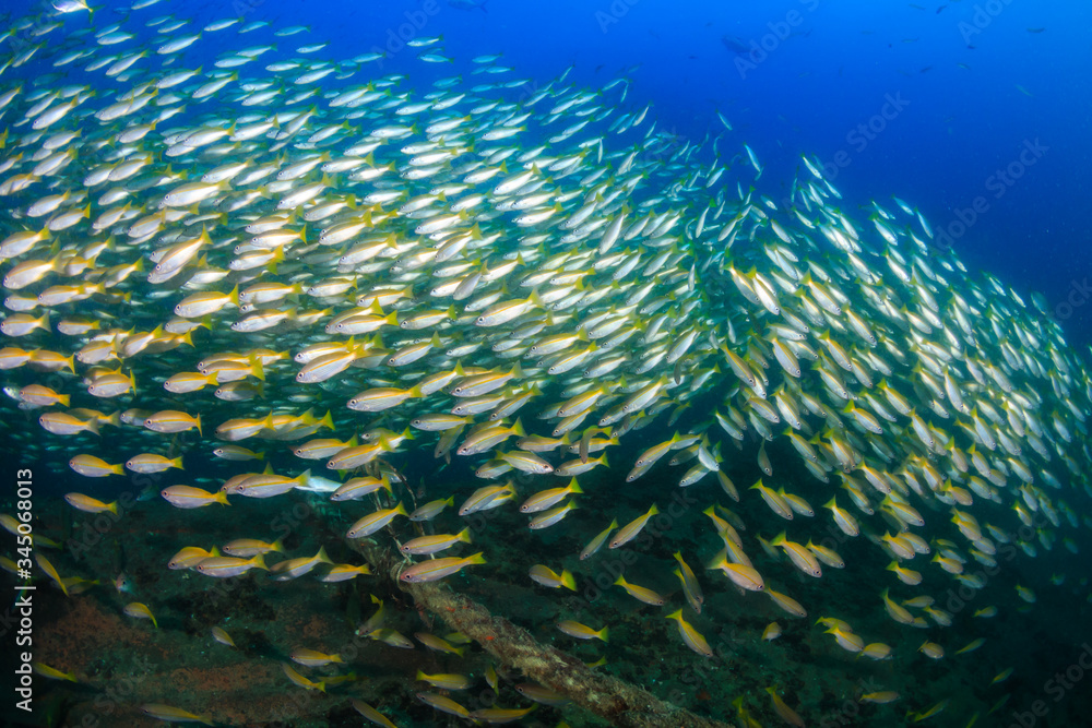 Schools of small tropical fish around an old underwater shipwreck Stock ...