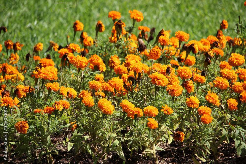 Flor naranja llamada Tagetes erecta, comúnmente tagete, y conocida en ...