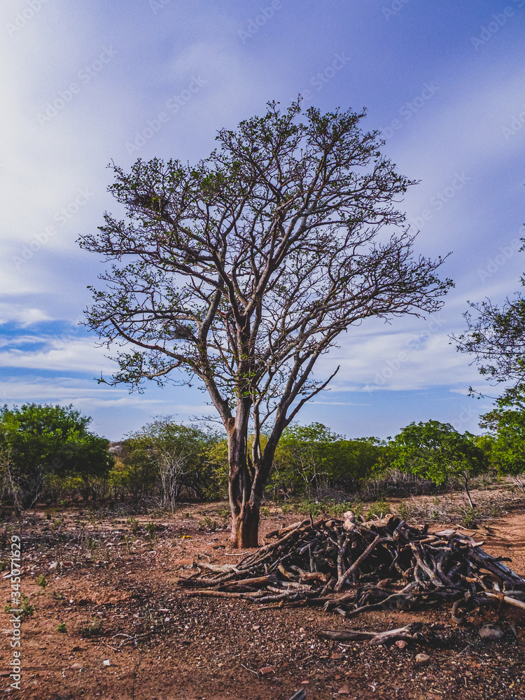 Imagem de uma região rural no sertão do cariri. Conta com a caatinga ...