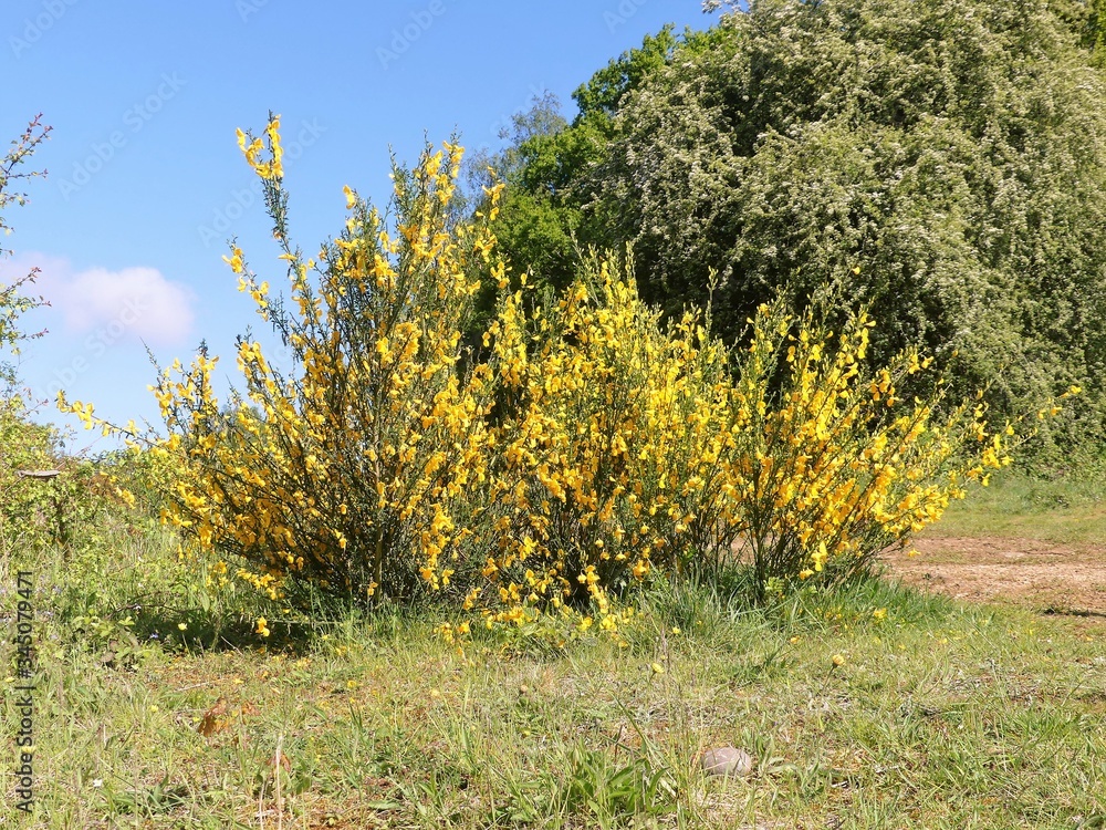 Foto de Cytisus scoparius, the common broom or Scotch broom, a ...