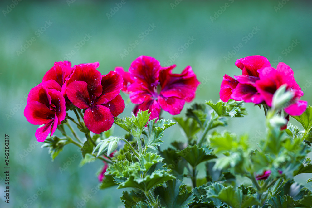 Canan flower, gazelle eye, geranium; Pelargonium domesticum Stock Photo ...