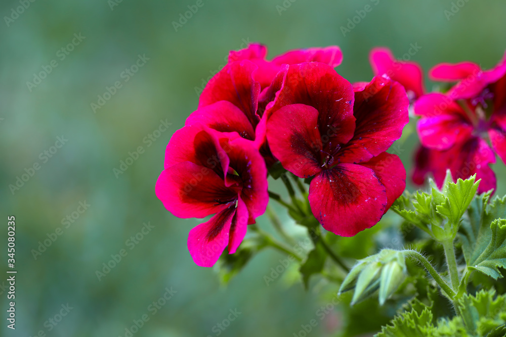 Canan flower, gazelle eye, geranium; Pelargonium domesticum Stock Photo ...