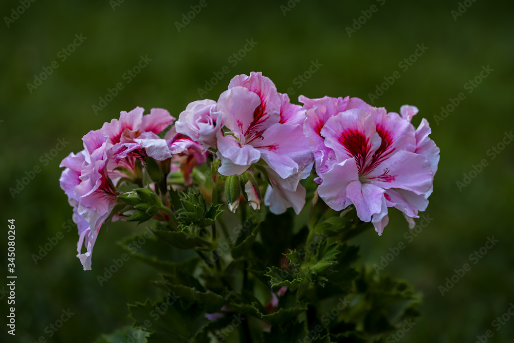 Canan flower, gazelle eye, geranium; Pelargonium domesticum Stock Photo ...