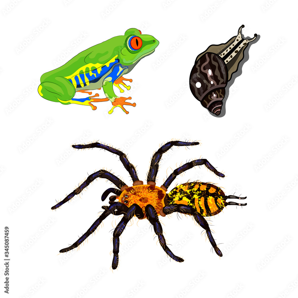 Set of exotic animals. A beautiful yellow spider, a bright green frog ...