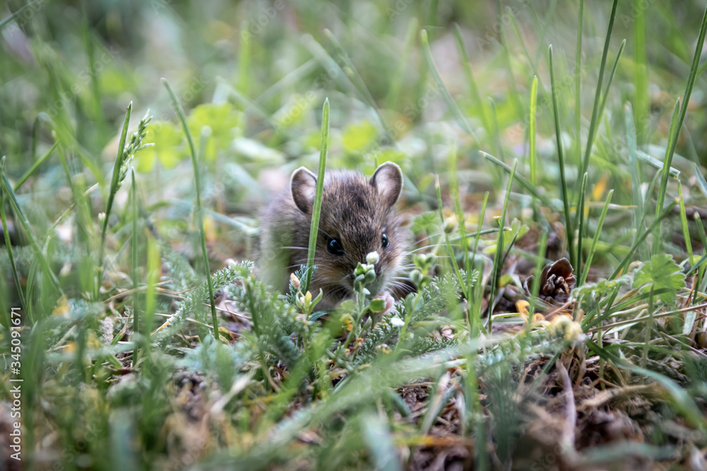Niedliche kleine Waldmaus (Apodemus sylvaticus) ist eine wild lebende ...