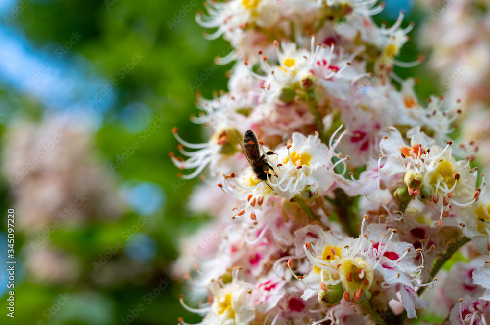 Spring white blossom of chesnut trees and pollination on flowers by ...